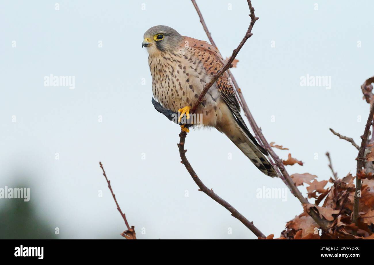 Scheimsel hi-res stock photography and images - Alamy