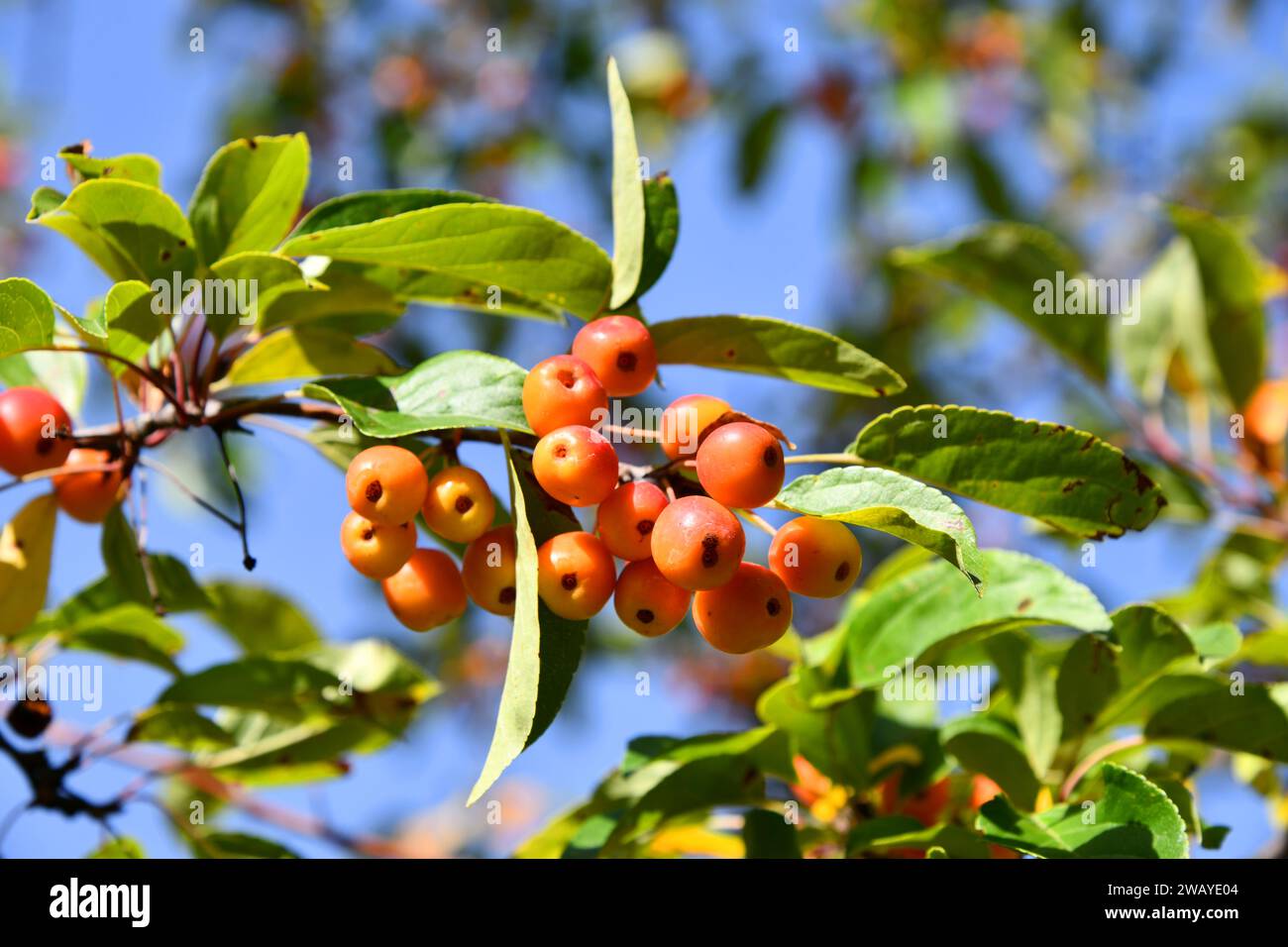 Bear apple with ripe fruits Stock Photo - Alamy