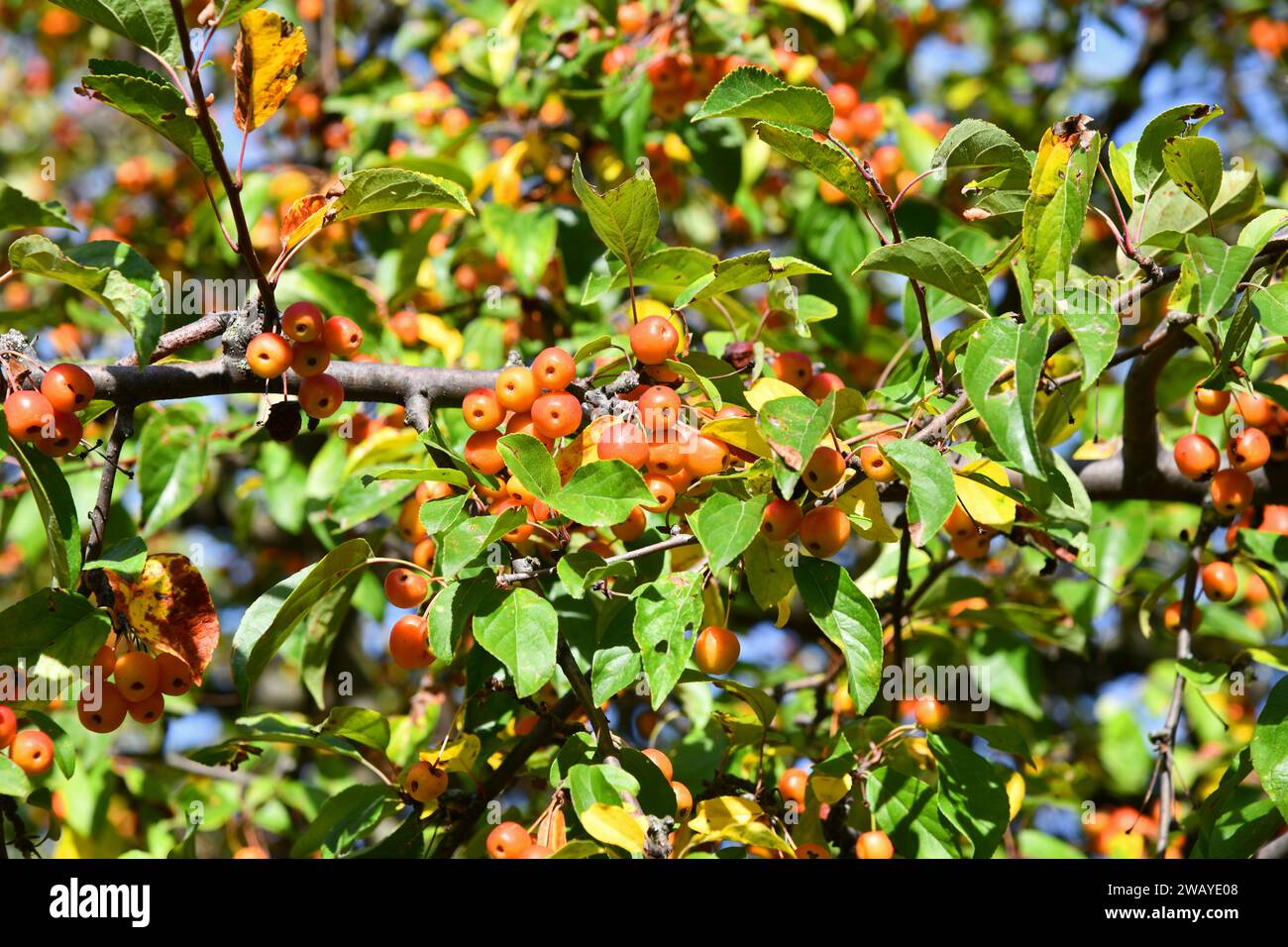 Bear apple with ripe fruits Stock Photo - Alamy