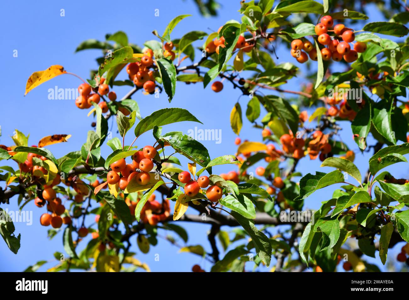 Bear small fruits hi-res stock photography and images - Alamy