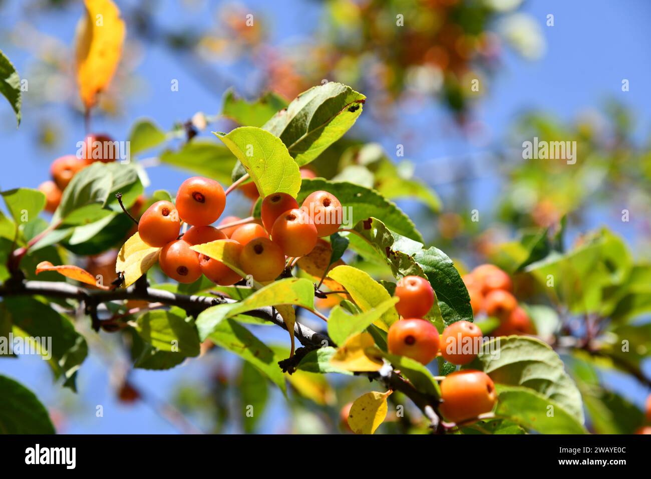 Bear apple with ripe fruits Stock Photo - Alamy