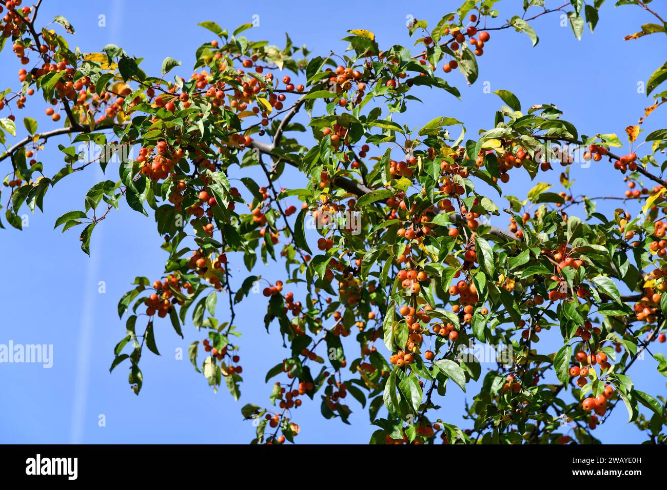 Bear apple with ripe fruits Stock Photo - Alamy