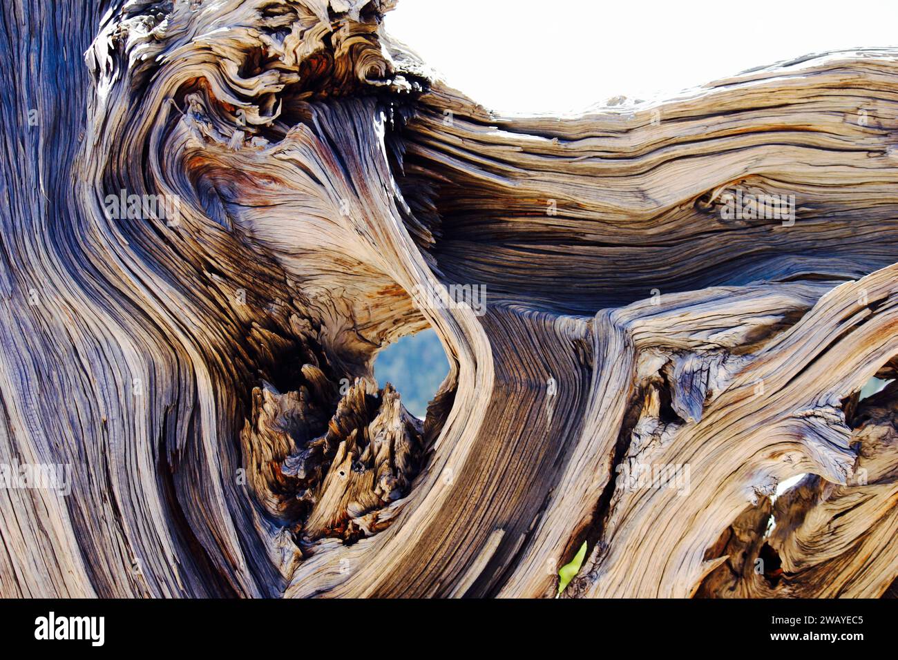 Beautiful macro of upended dried tree roots and their unique patterns ...