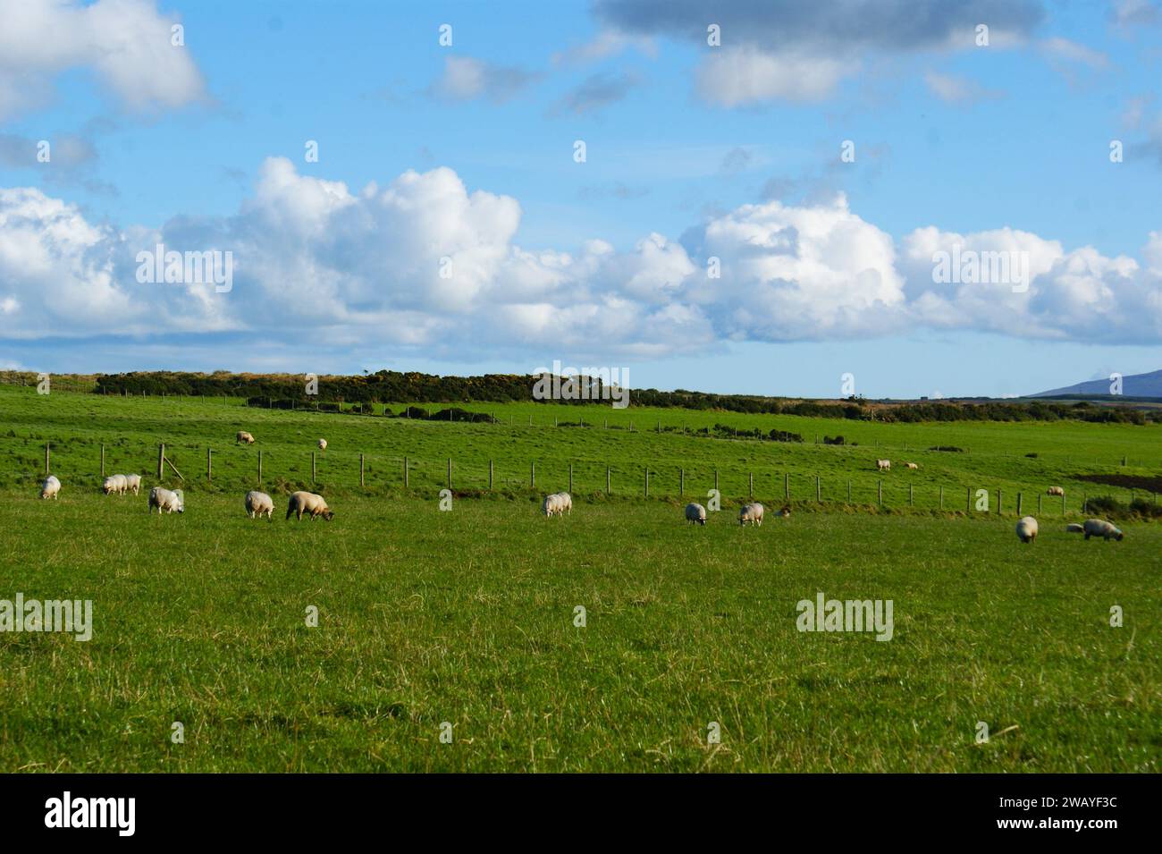 Sheeps in meadow mountains hi-res stock photography and images - Alamy