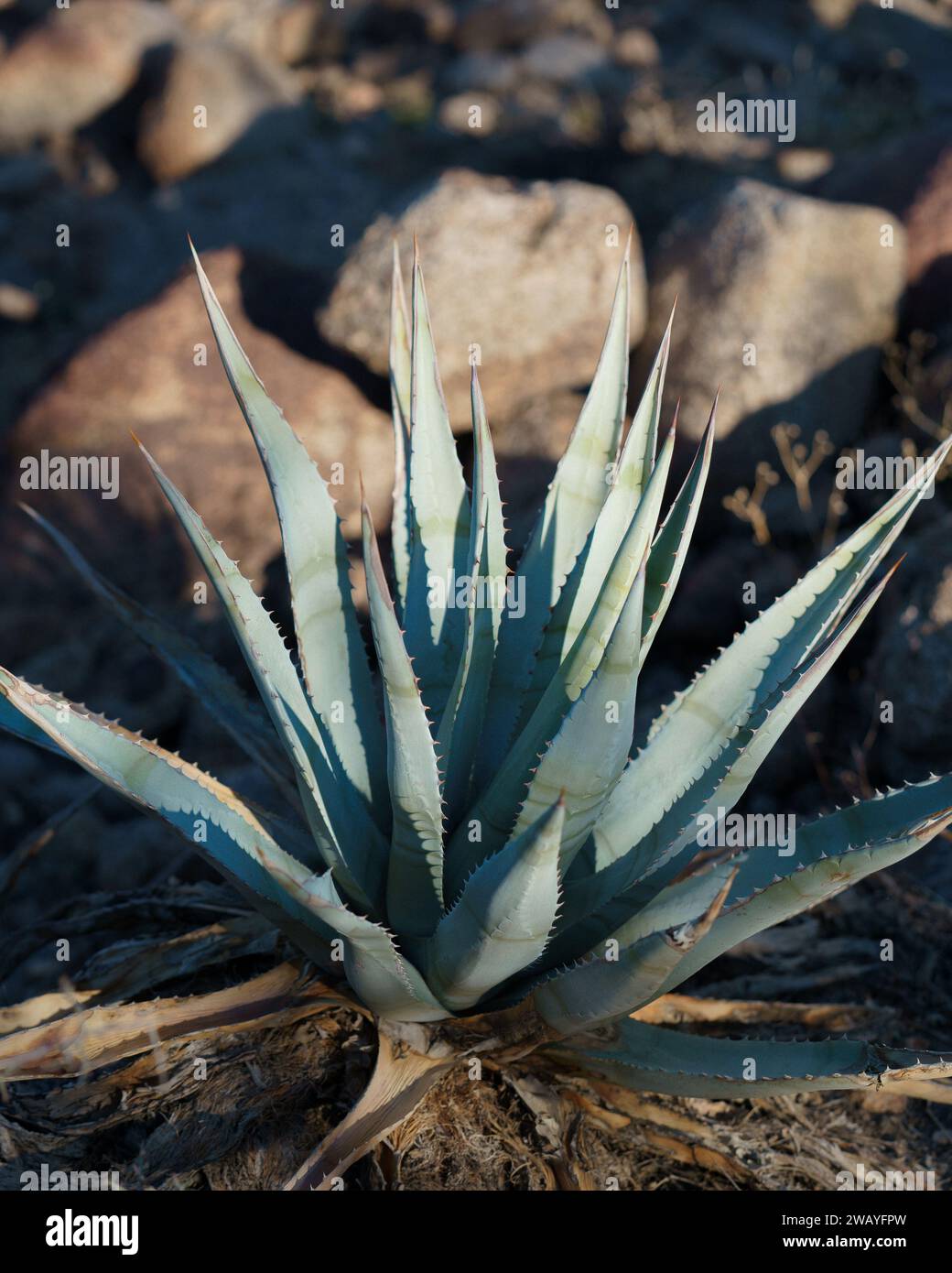 Desert Agave Cactus (Agave deserti Stock Photo - Alamy