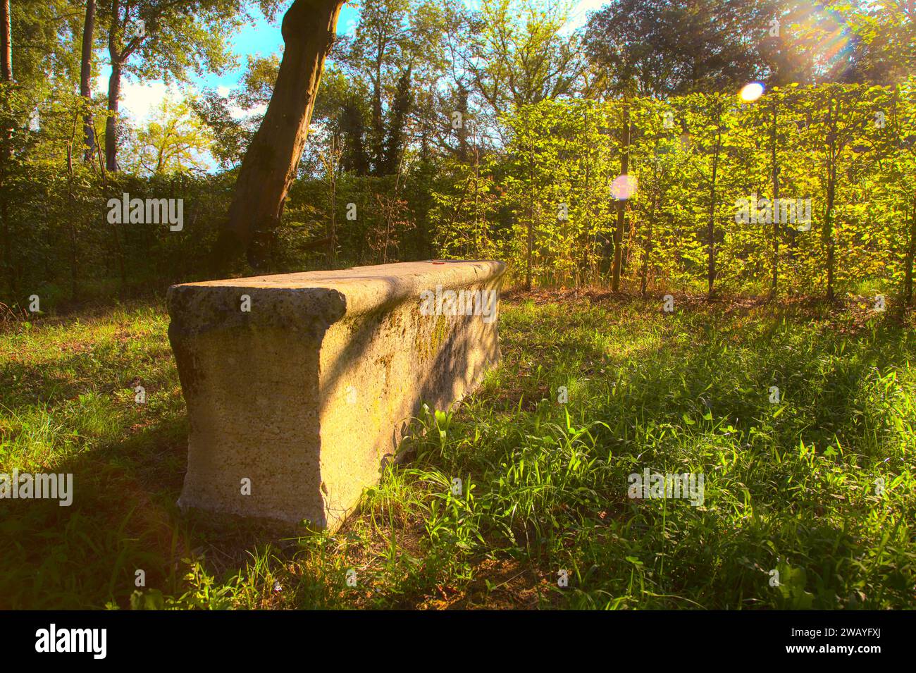 Bench in a clearing of a park Stock Photo - Alamy