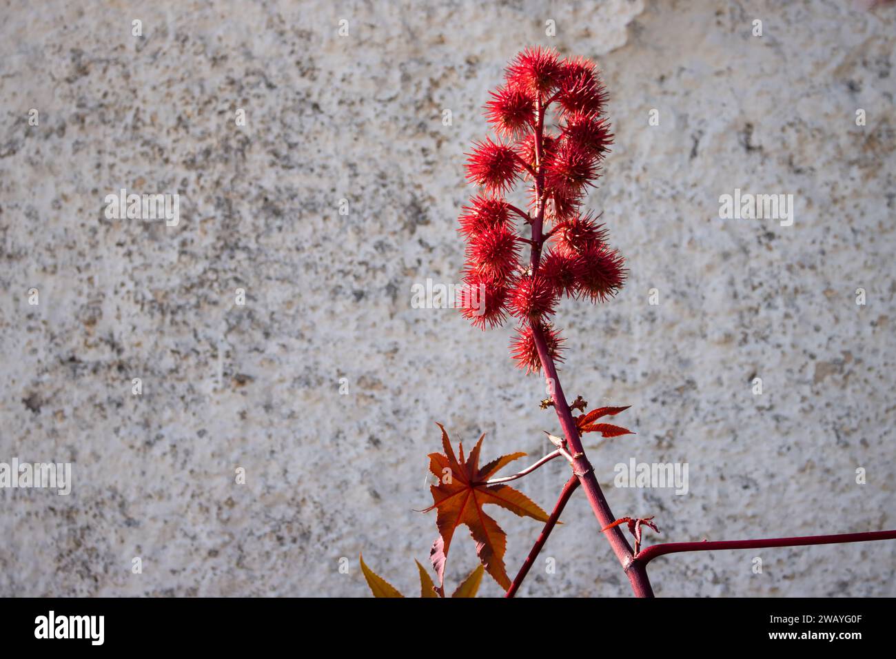 Ricin plant of bright red color, growing in a garden. Paralia Agios ...