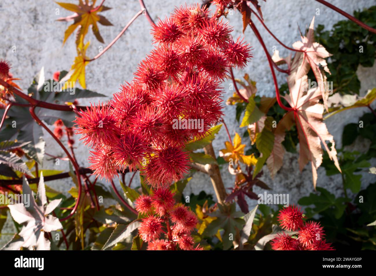 Ricin plant of bright red color, growing in a garden. Paralia Agios ...