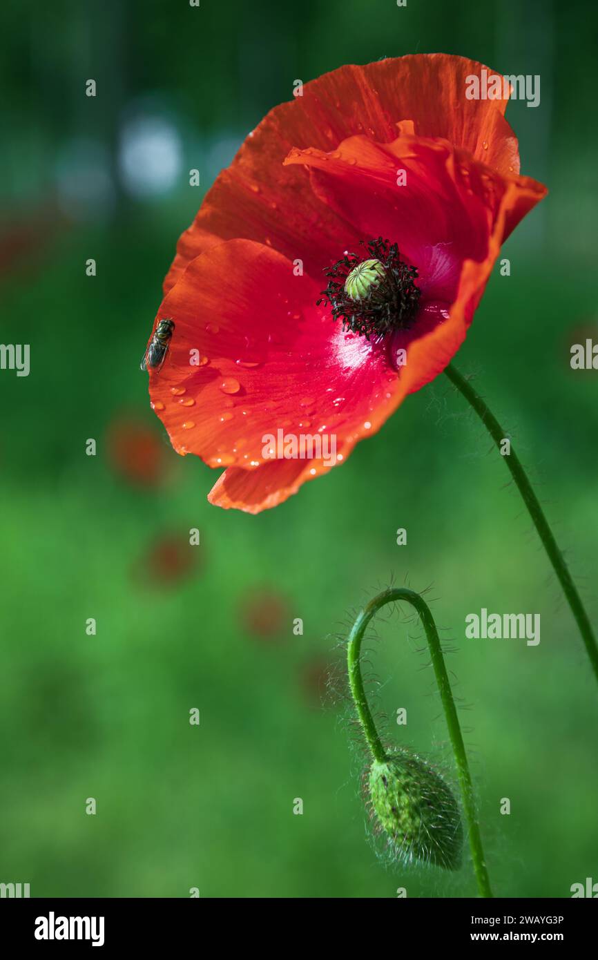Un papavero hi-res stock photography and images - Alamy