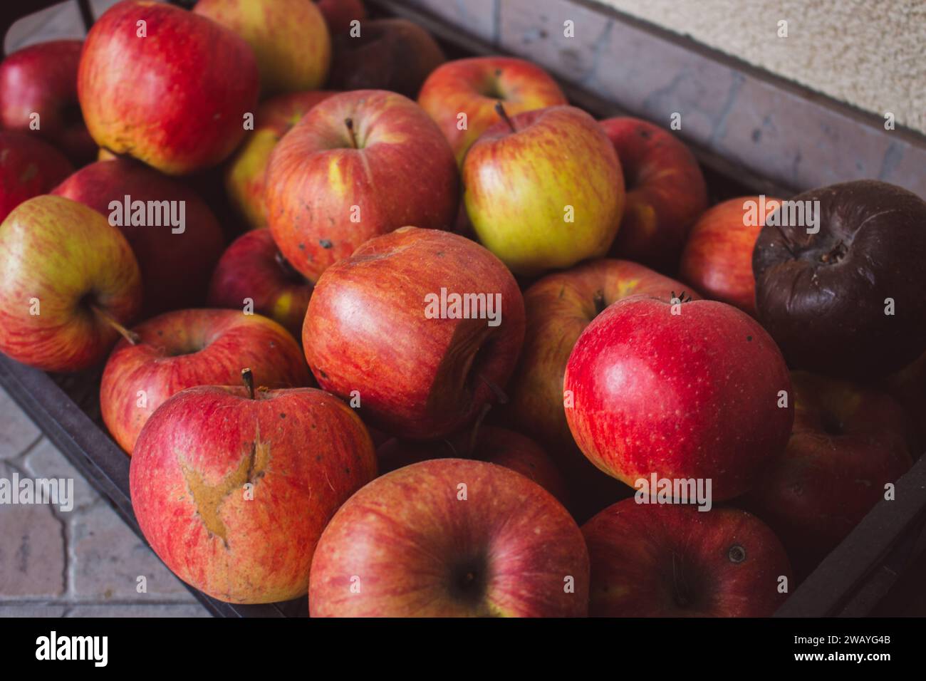 Red fresh and rotten apples background. Red ripe apple fruits in the ...