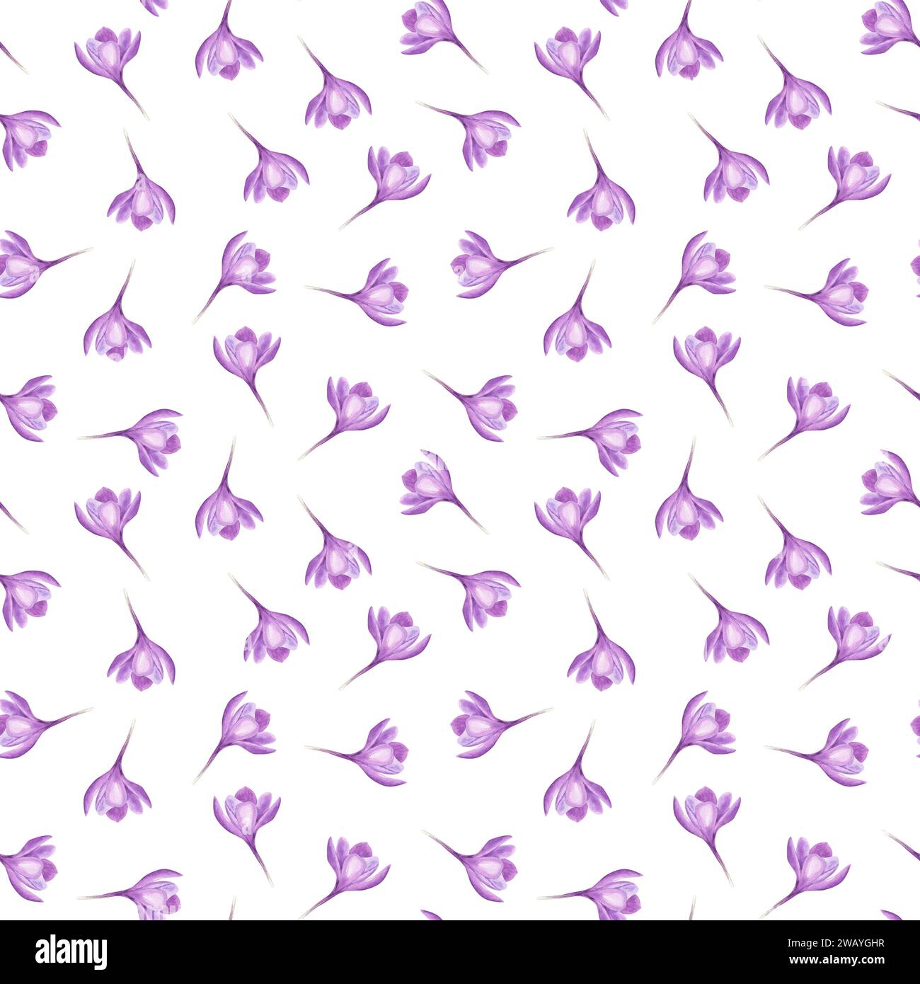 Spring violet crocuses. Saffron flowers. Wildflowers. Seamless pattern ...
