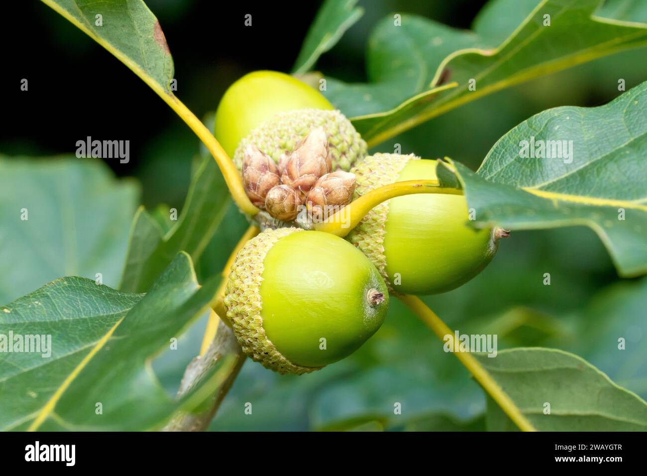 Cluster oak hi-res stock photography and images - Alamy