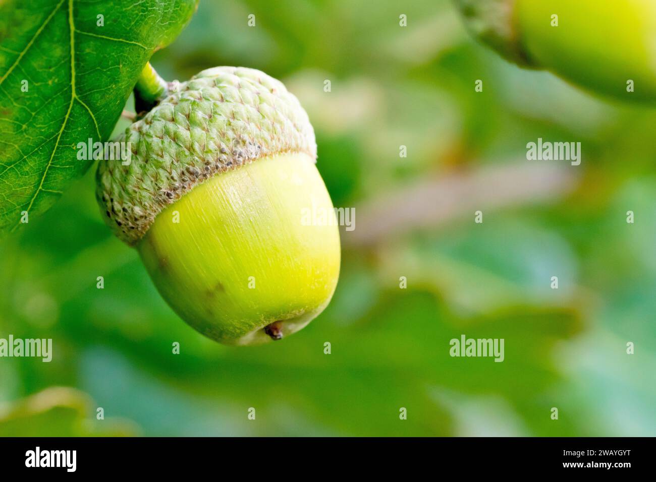English Oak or Pedunculate Oak (quercus robur), close up showing an ...