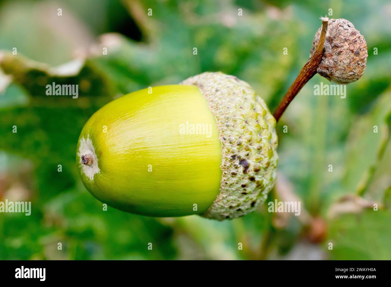 English Oak or Pedunculate Oak (quercus robur), close up showing an ...