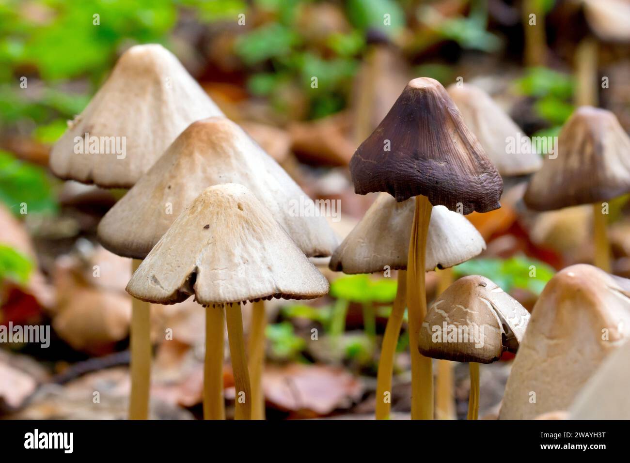 Conecap or Dunce Cap (generally conocybe tenera), close up focusing on ...
