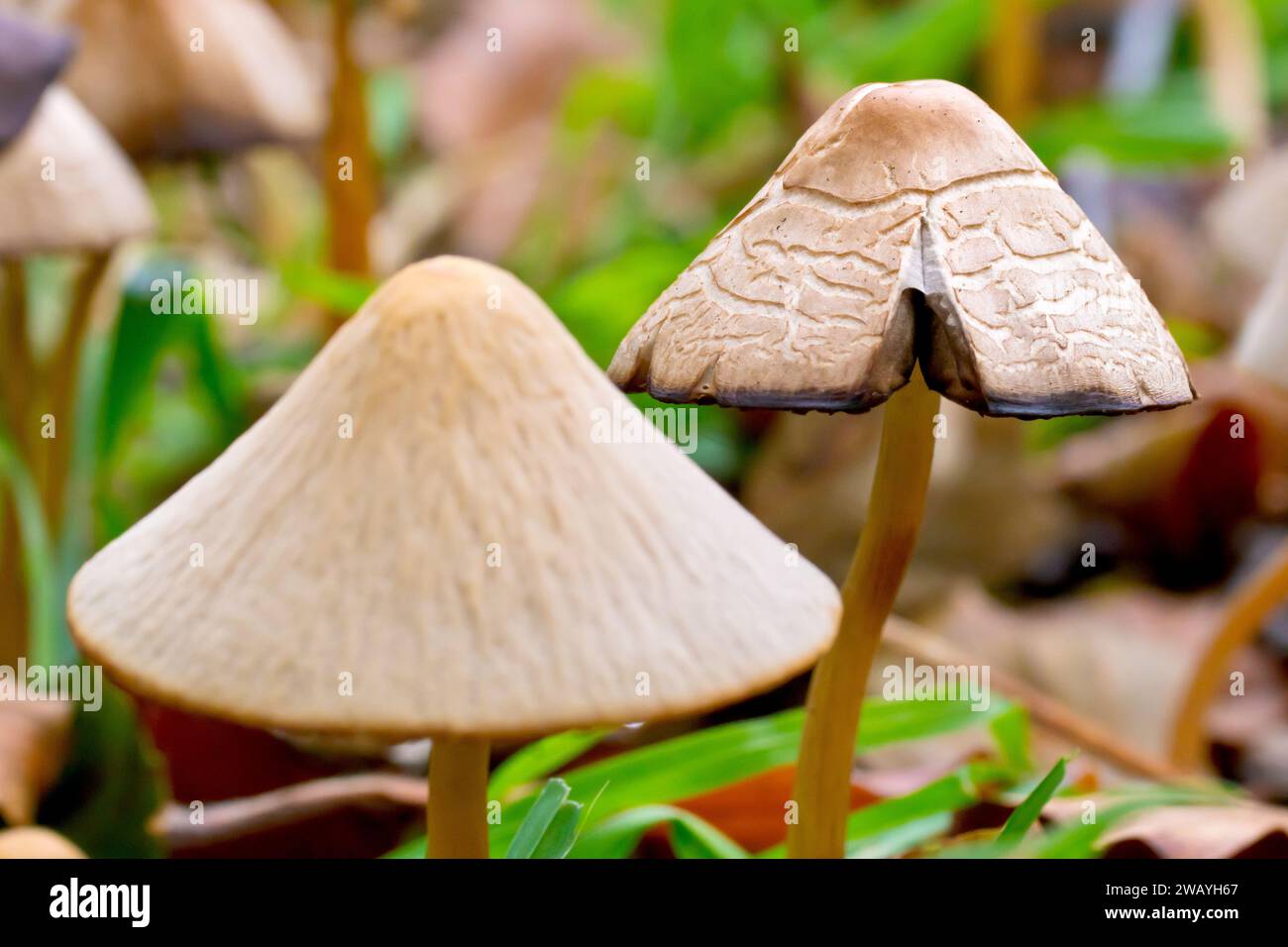 Conecap or Dunce Cap (generally conocybe tenera), close up focusing on ...