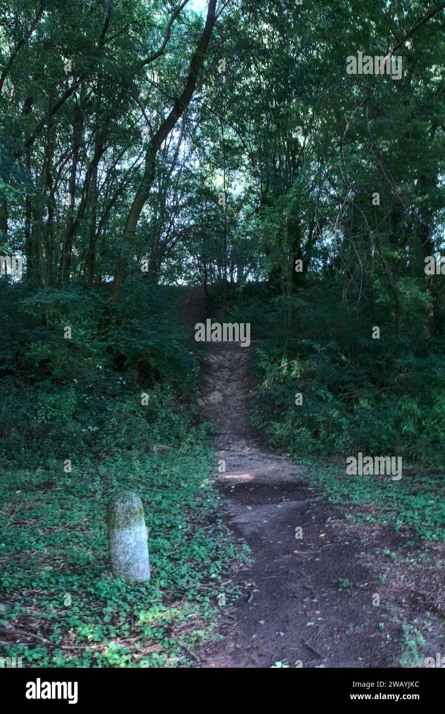 Dirt path in a forest with trees arching on it Stock Photo - Alamy