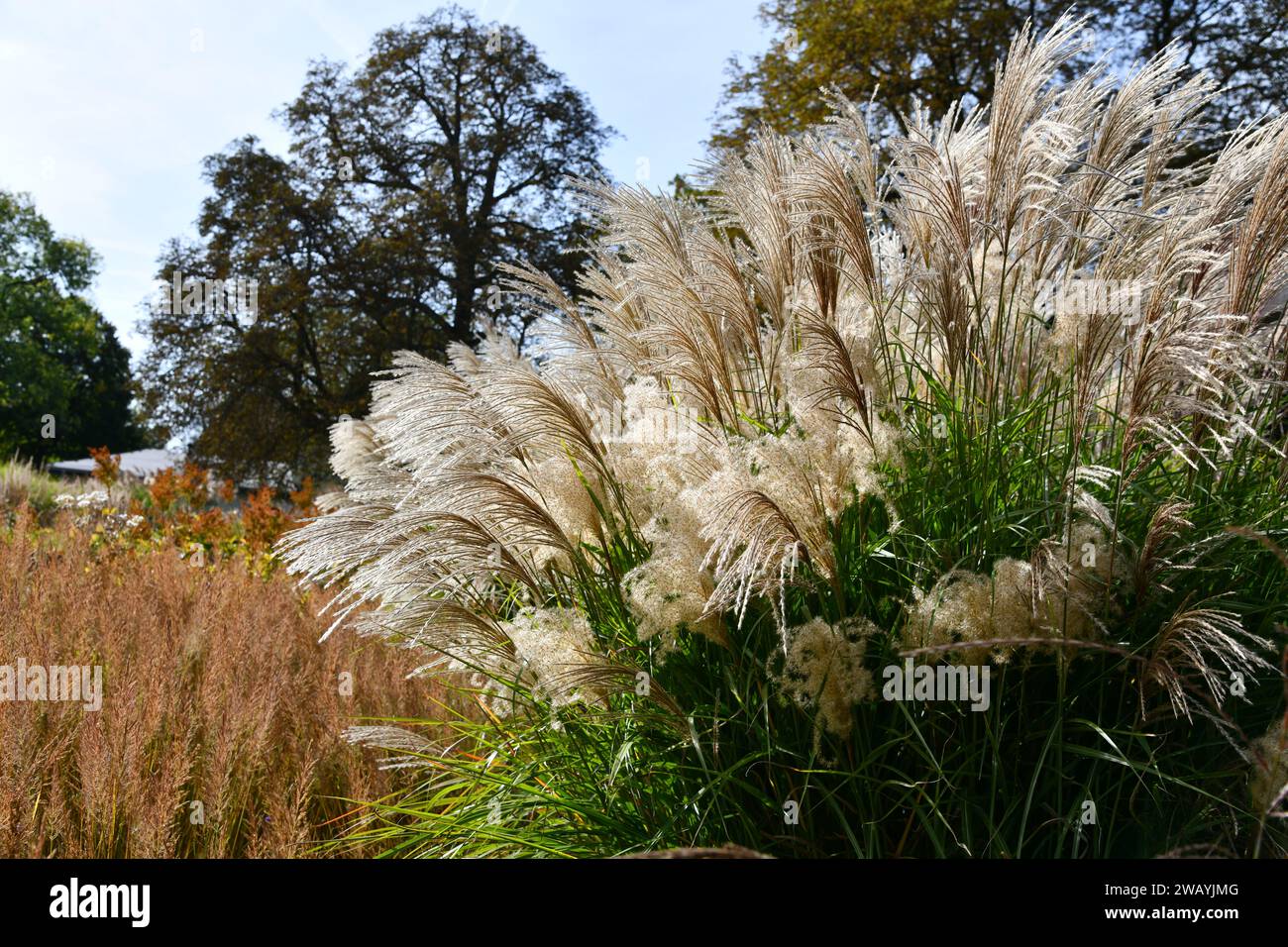 Miscanthus sinensis anderson hi-res stock photography and images - Alamy
