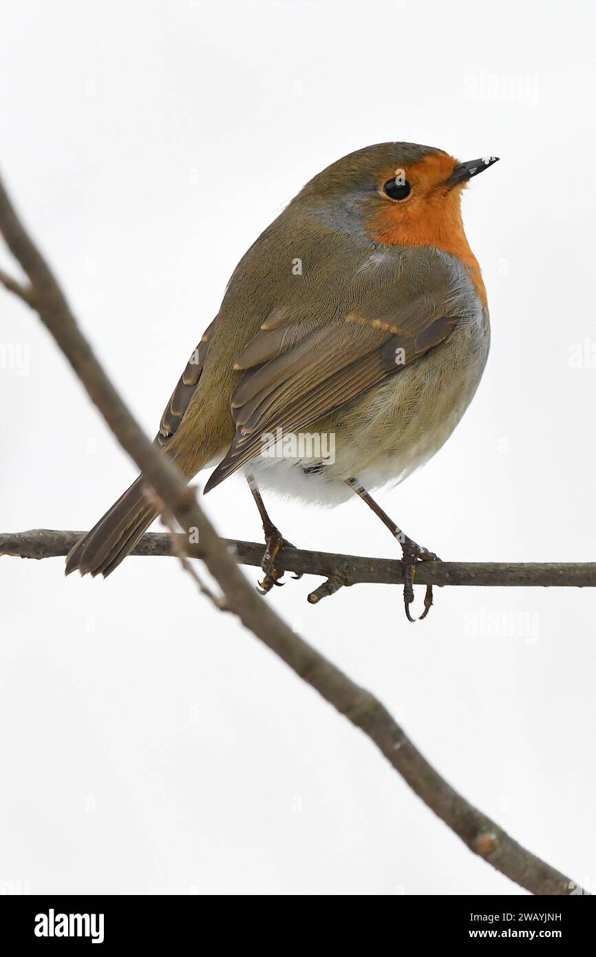 Czech Society for Ornithology (CSO) organises the sixth annual counting ...