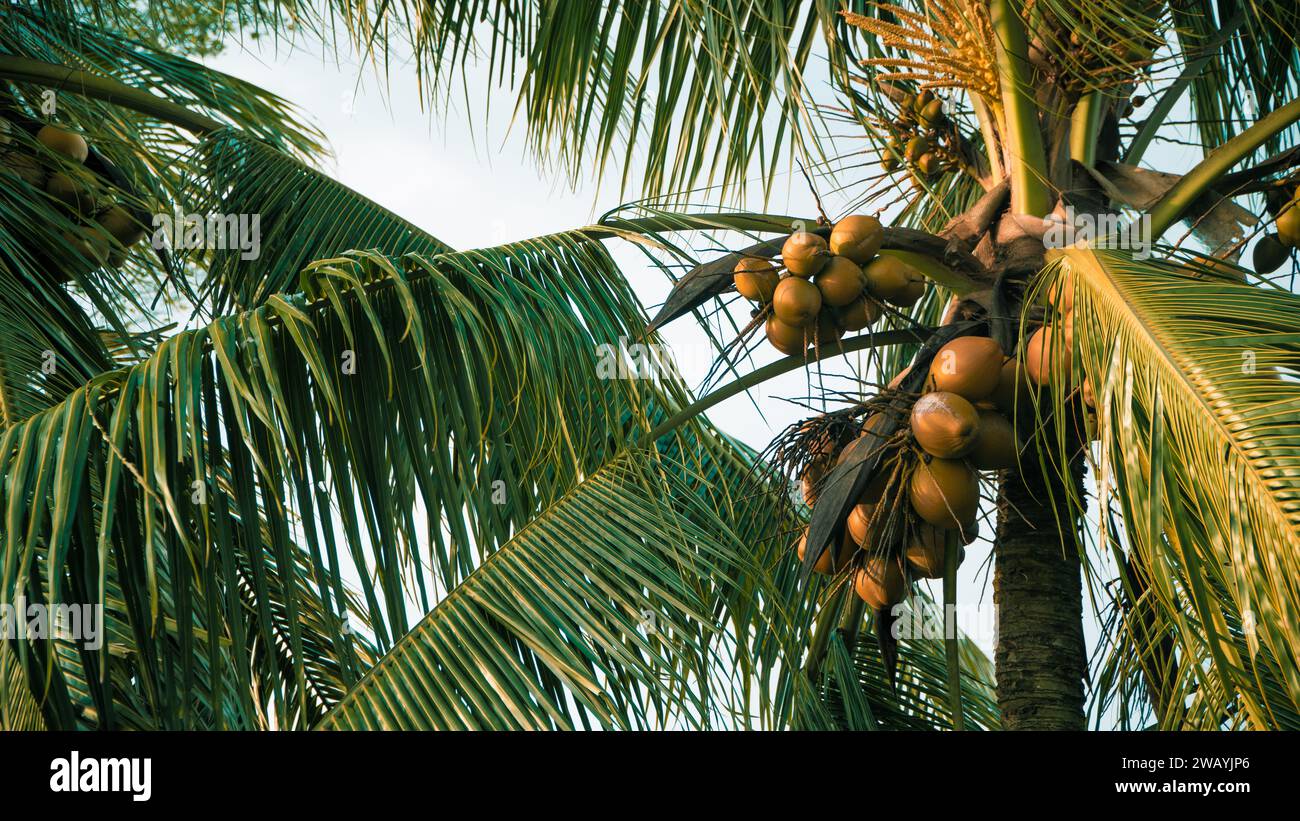 Trees and coconuts Stock Photo - Alamy