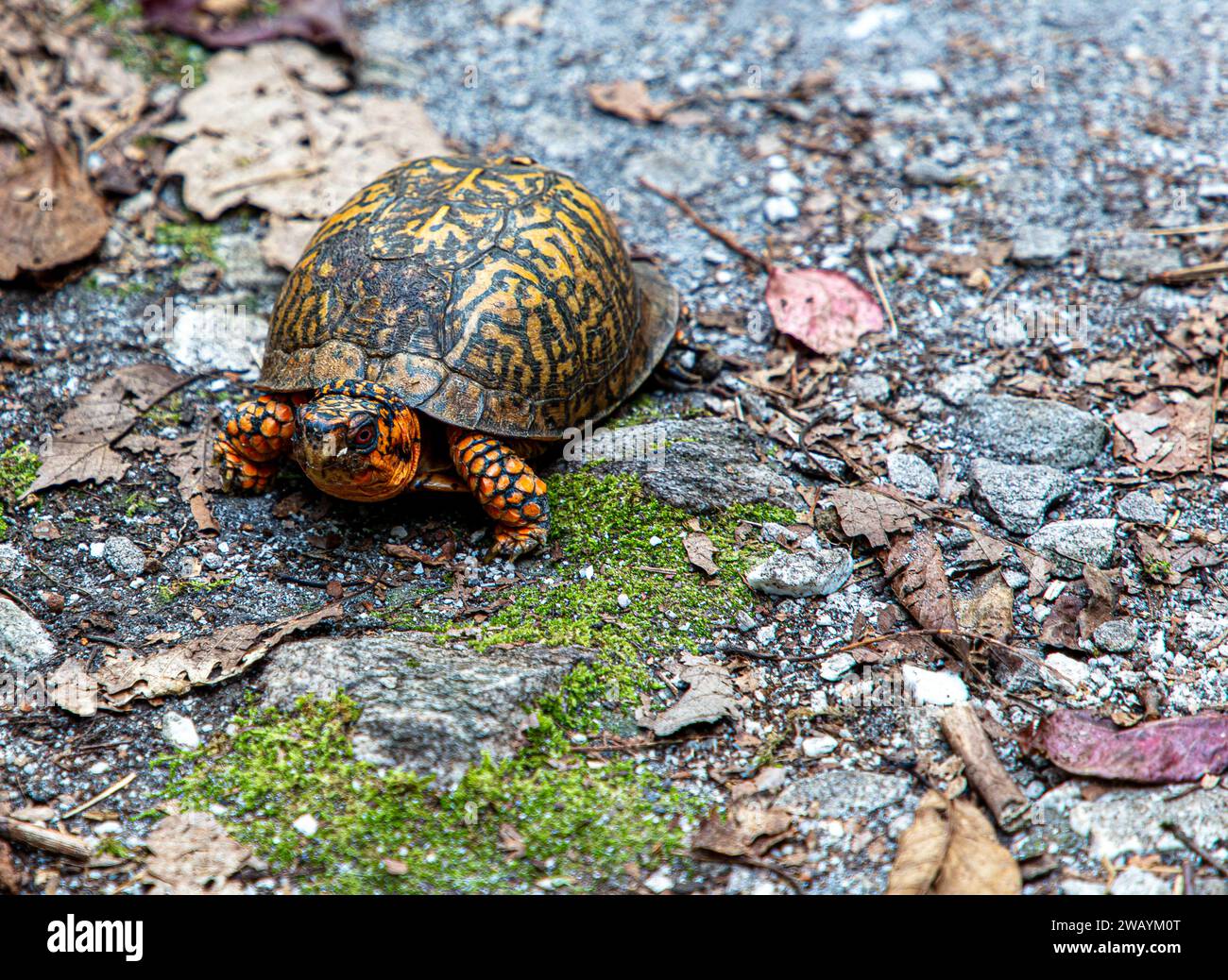 Tortise Guarding the trail Stock Photo - Alamy