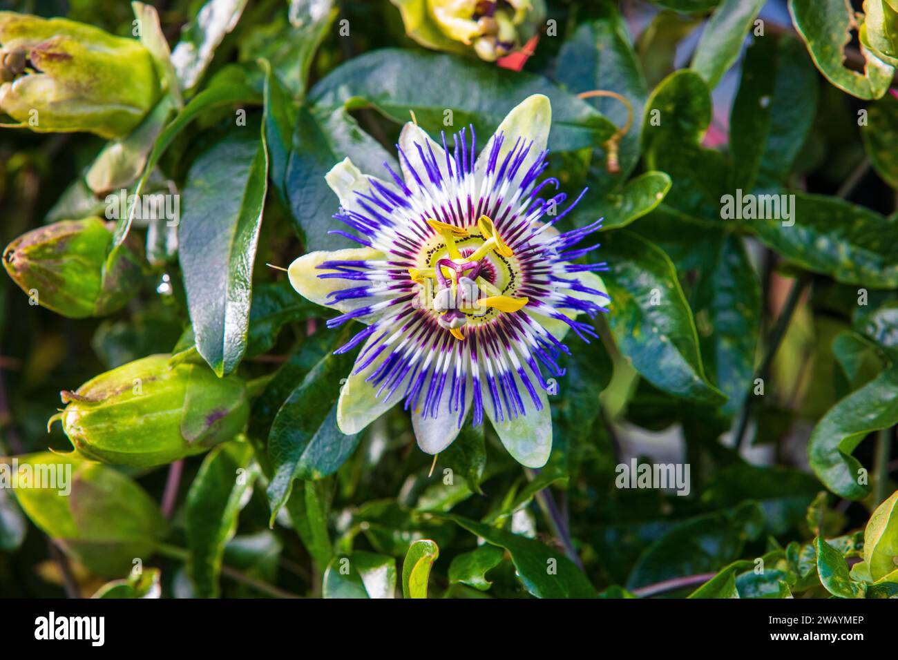 passiflora caerulea blue passion flower Stock Photo - Alamy