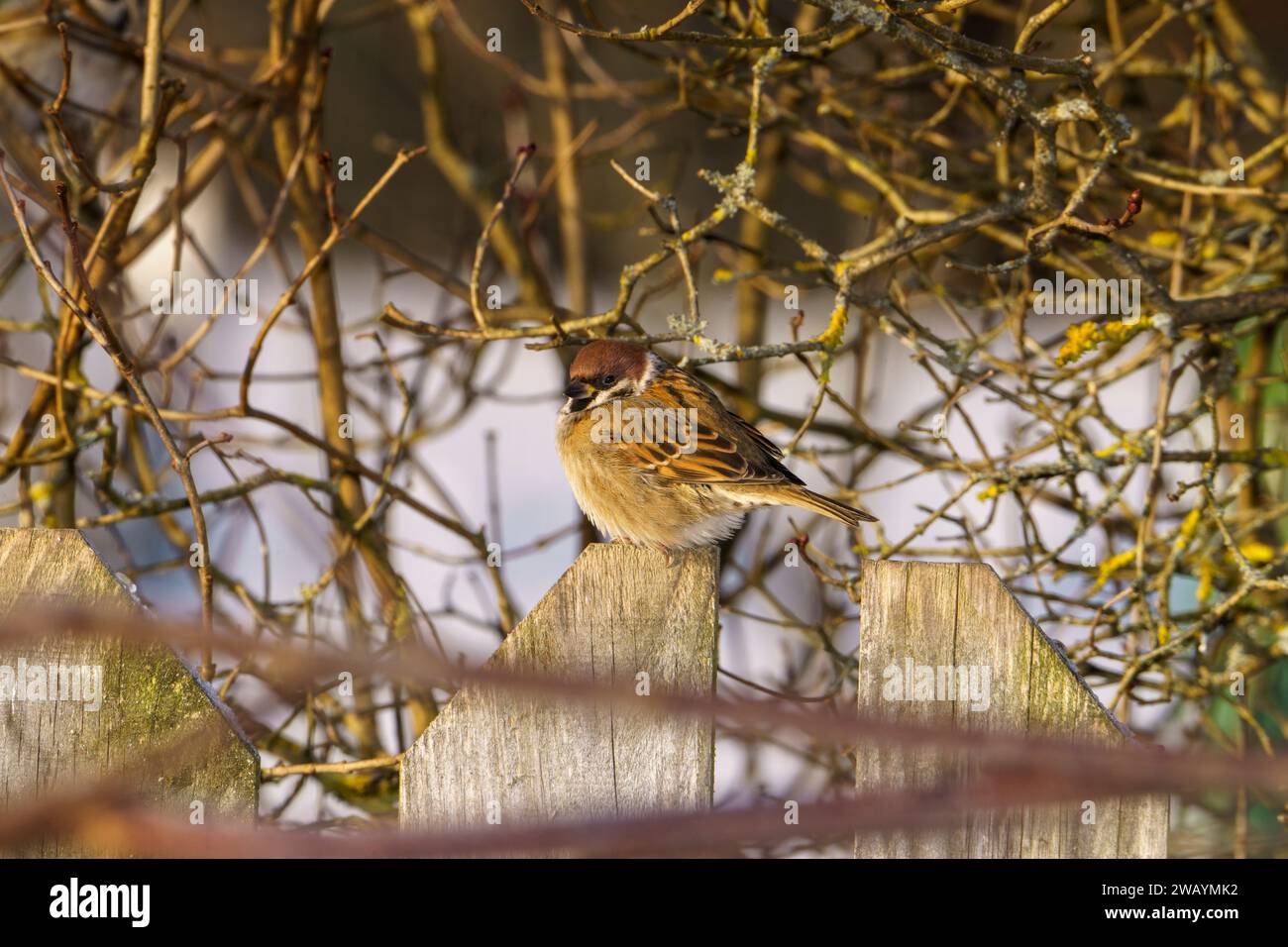 Passer montanus Family Passeridae Genus Passer Eurasian tree sparrow ...