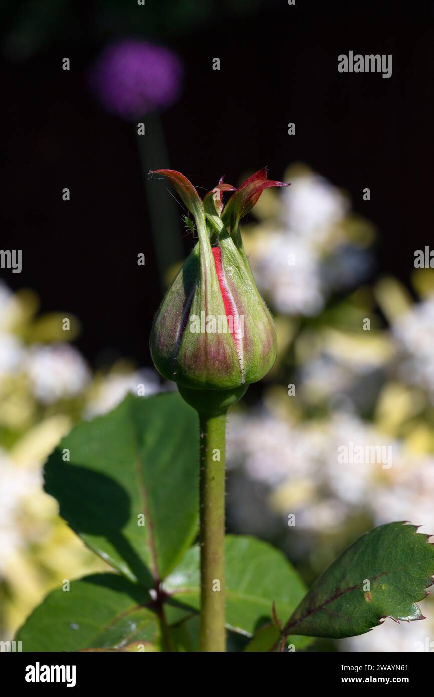 UK, England, London, Ealing, Bud for Red Hybrid Tea Rose Stock Photo ...