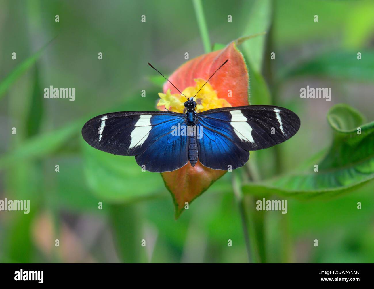 Rainforest butterflies hi-res stock photography and images - Alamy