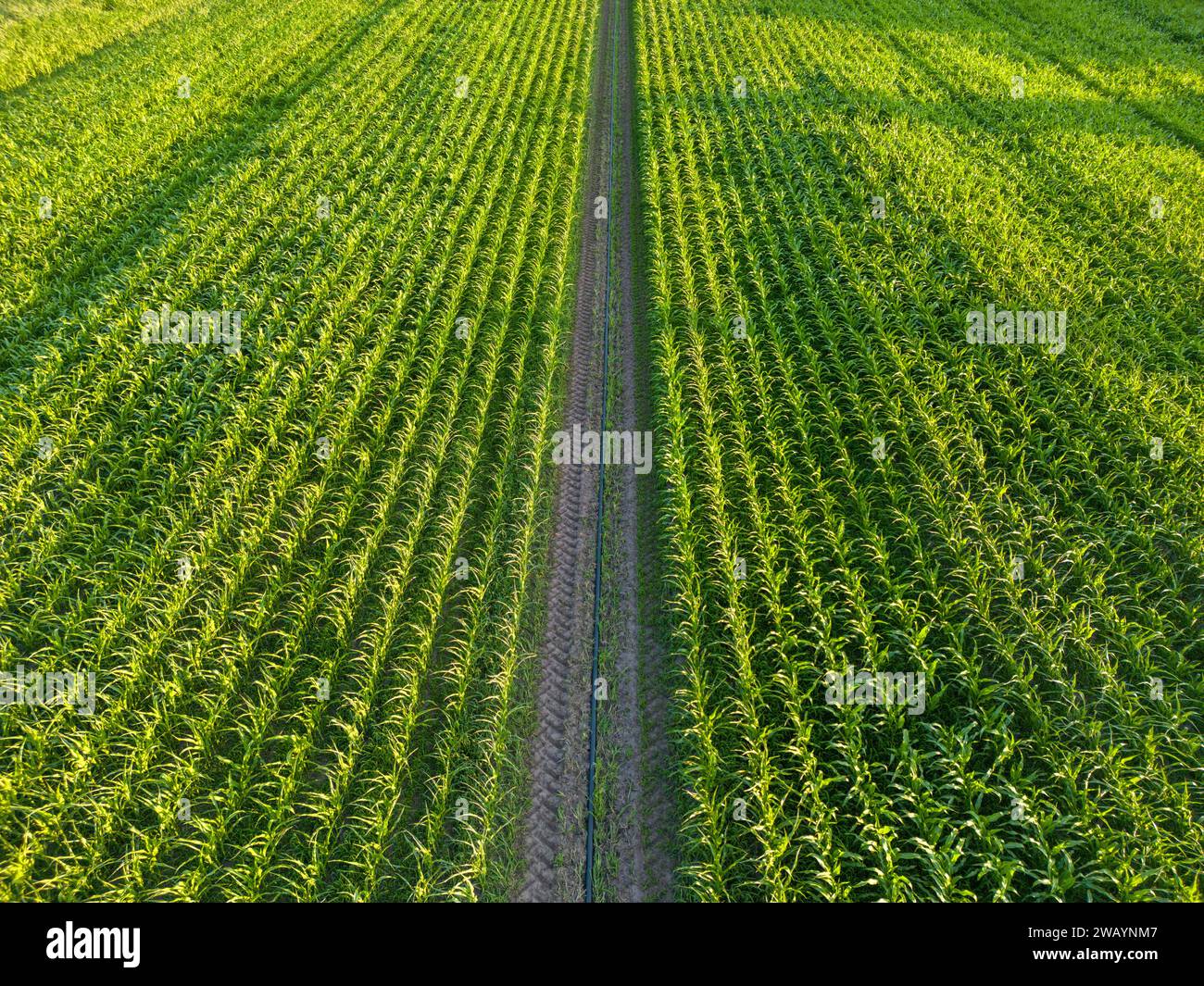 Corn is a species of plant within the grass family. The grain ...