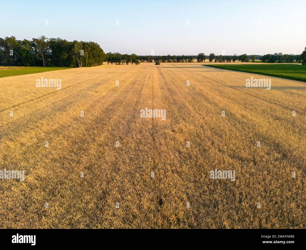 Triticale is a grain. It is a cross between wheat and rye Stock Photo ...