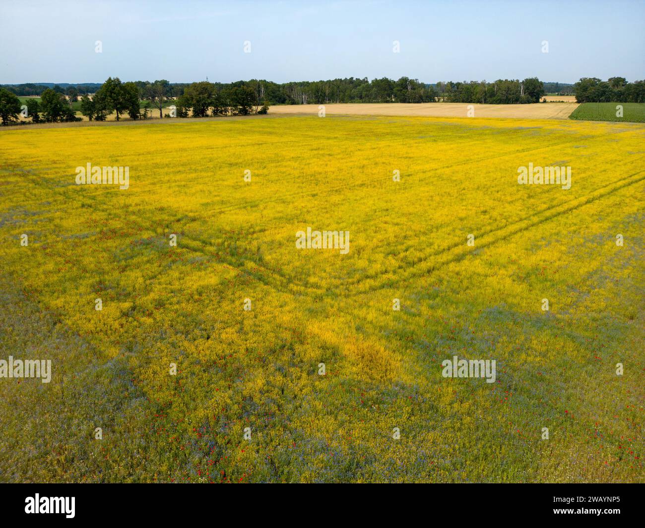 Aerial view of a flower meadow in early summer at the beginning of July ...