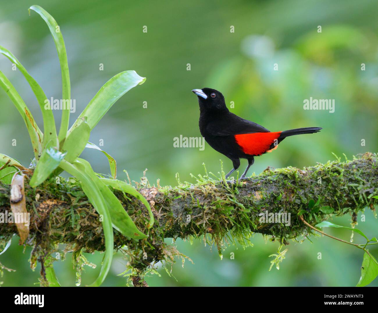 Scarlet-rumped (Passerini's) tanager (Ramphocelus passerinii) male ...
