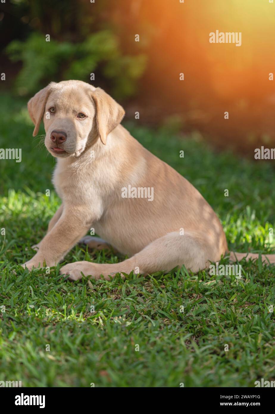 Funny puppy of labrador sitting on green grass yard Stock Photo - Alamy