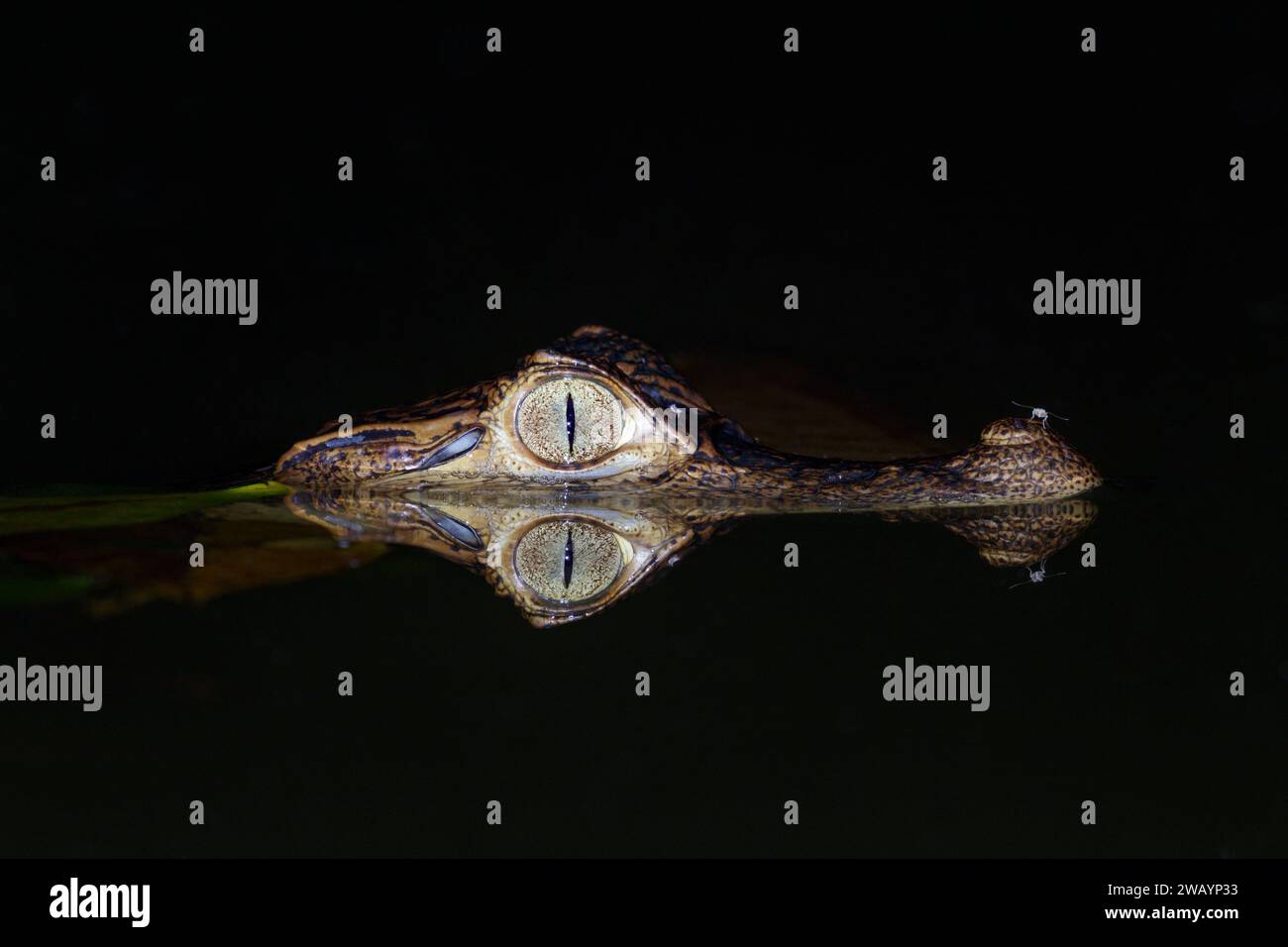 Spectacled caiman (Caiman crocodilus) in a lake at night with ...