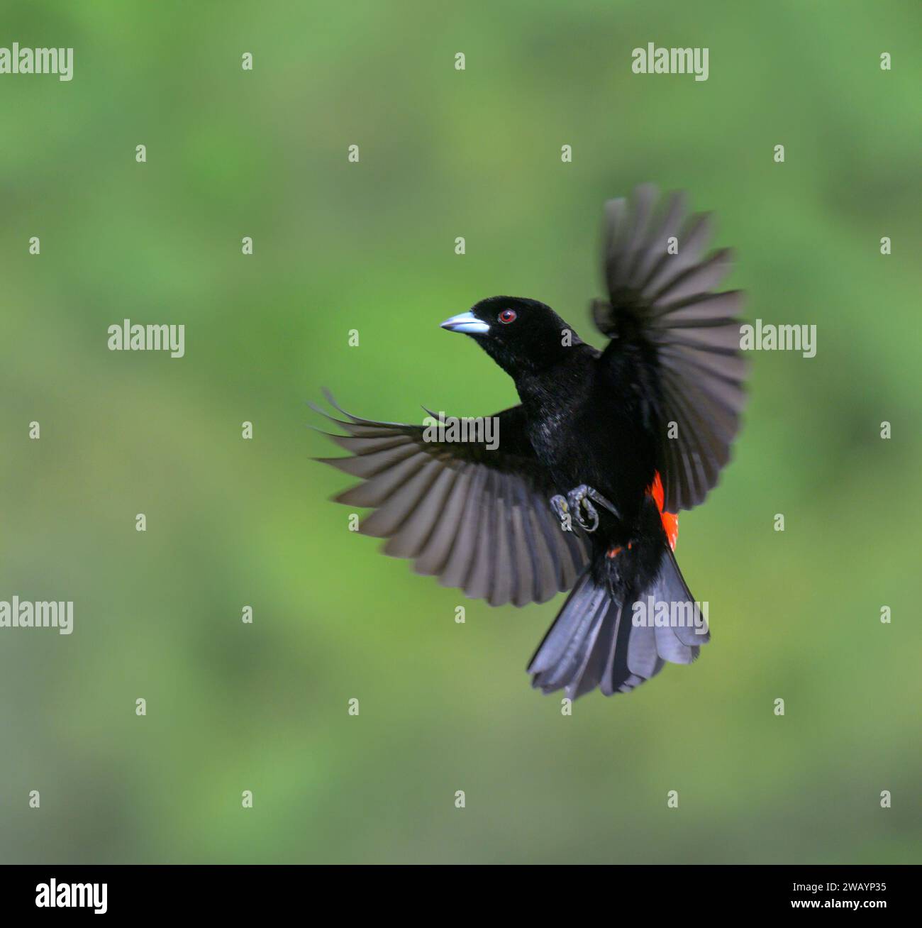 Scarlet-rumped or Passerini's tanager (Ramphocelus passerinii) male ...