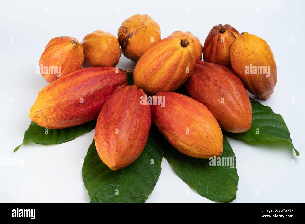 Raw orange color cacao pods on green leafs isolated on white studio ...