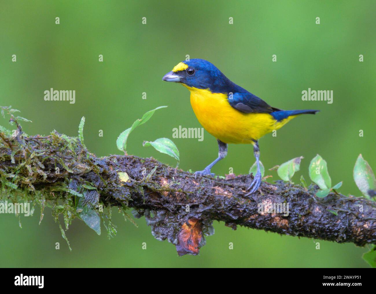 Yellow-throated Euphonia (Euphonia hirundinacea) male, Laguna del ...