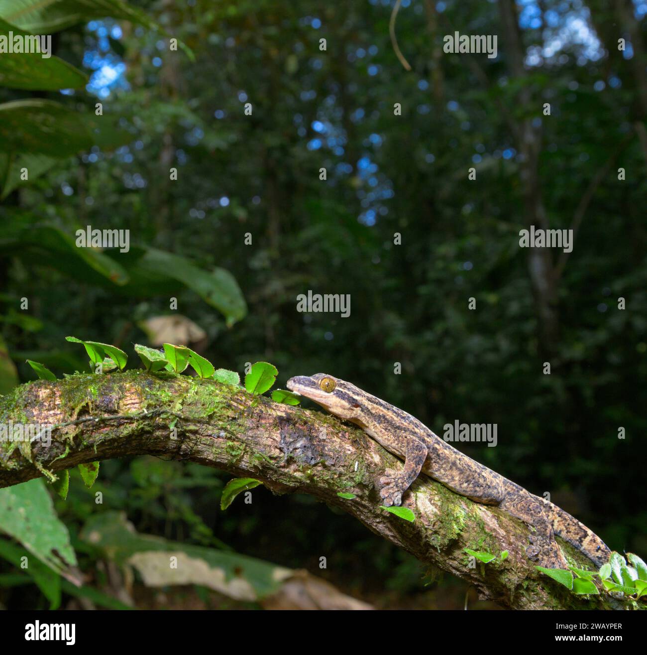 Turnip-tailed Gecko (Thecadactylus rapicauda) in rainforest, La Selva ...