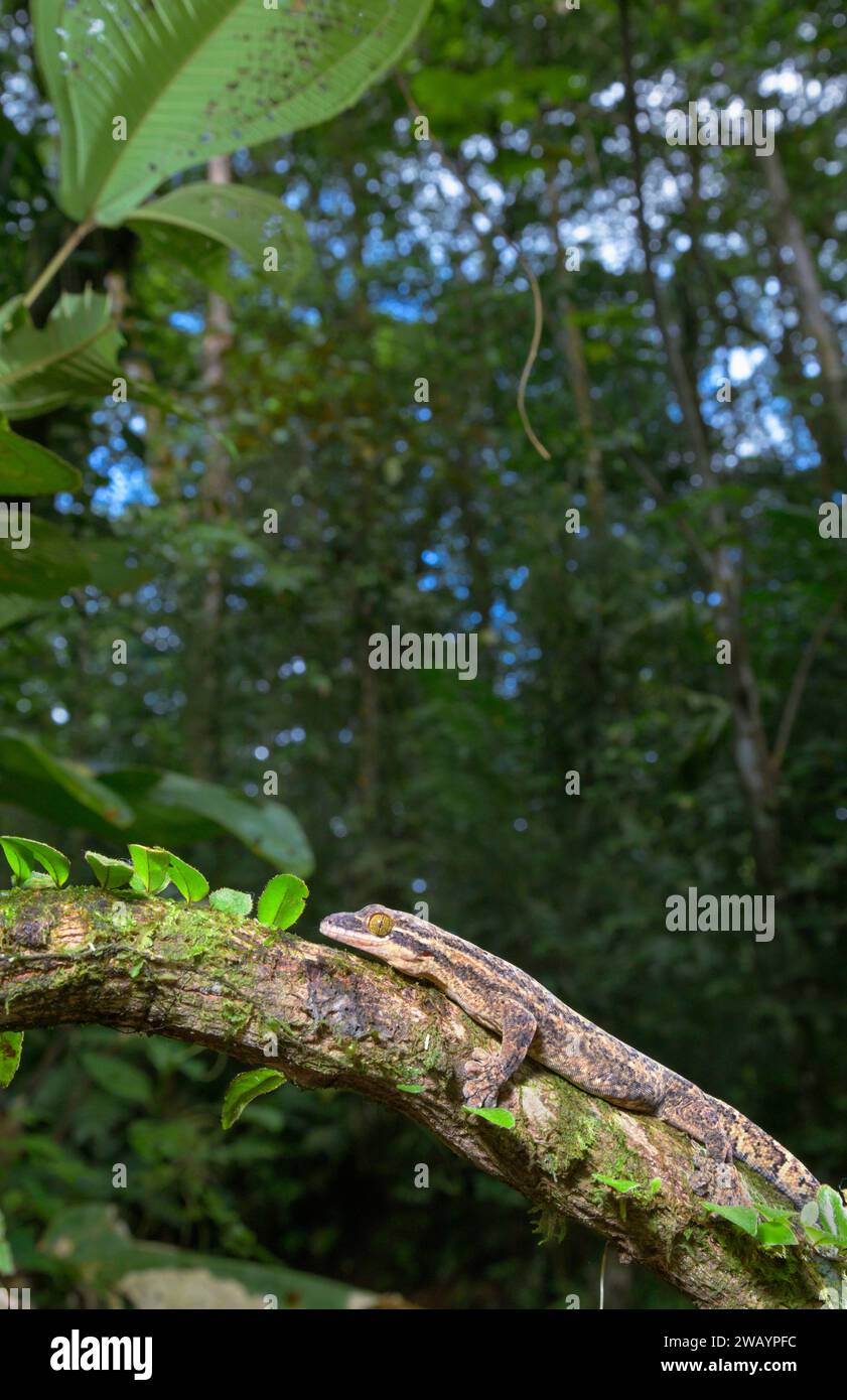 Costa rican gecko hi-res stock photography and images - Alamy