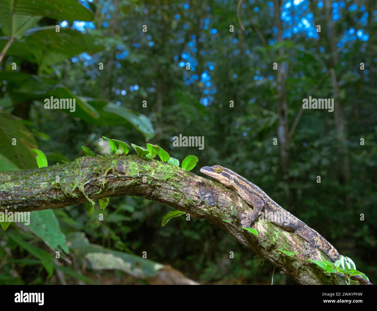 Turnip-tailed Gecko (Thecadactylus rapicauda) in rainforest, La Selva ...