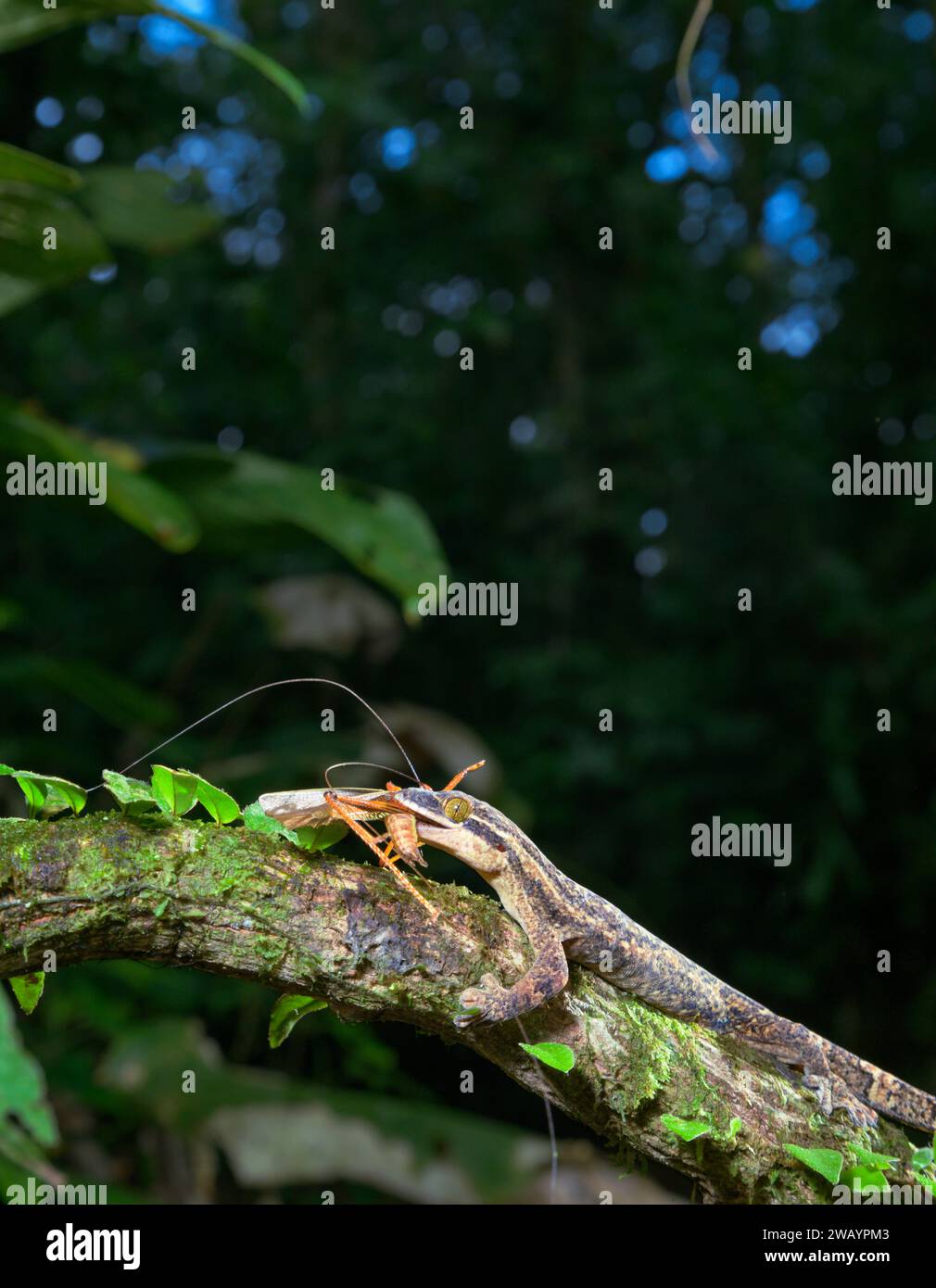 Turnip-tailed Gecko (Thecadactylus rapicauda) eating a grasshopper, La ...