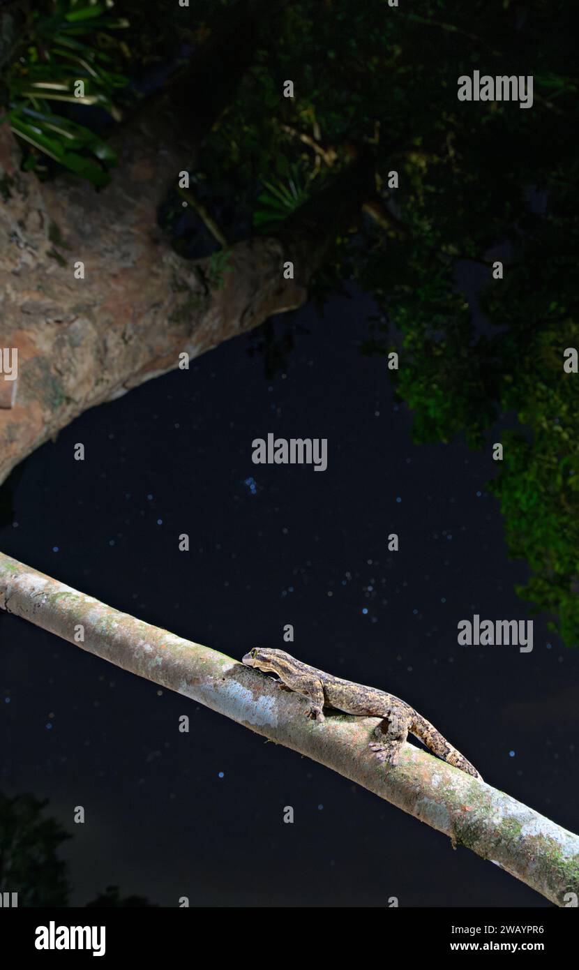 Tree climbing lizards hi-res stock photography and images - Alamy