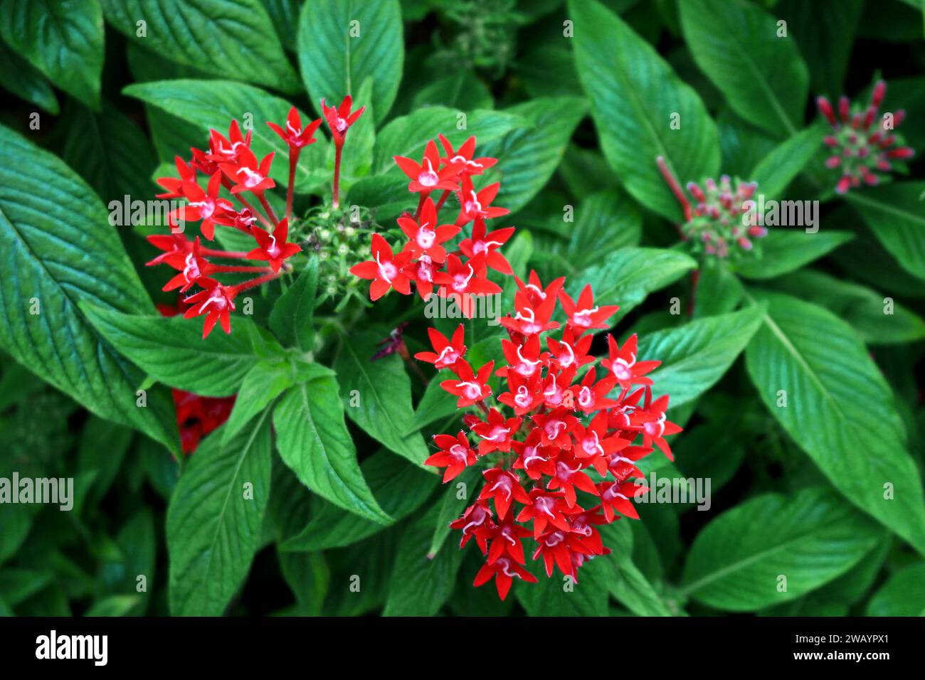 Egyptian wallpaper hi-res stock photography and images - Alamy