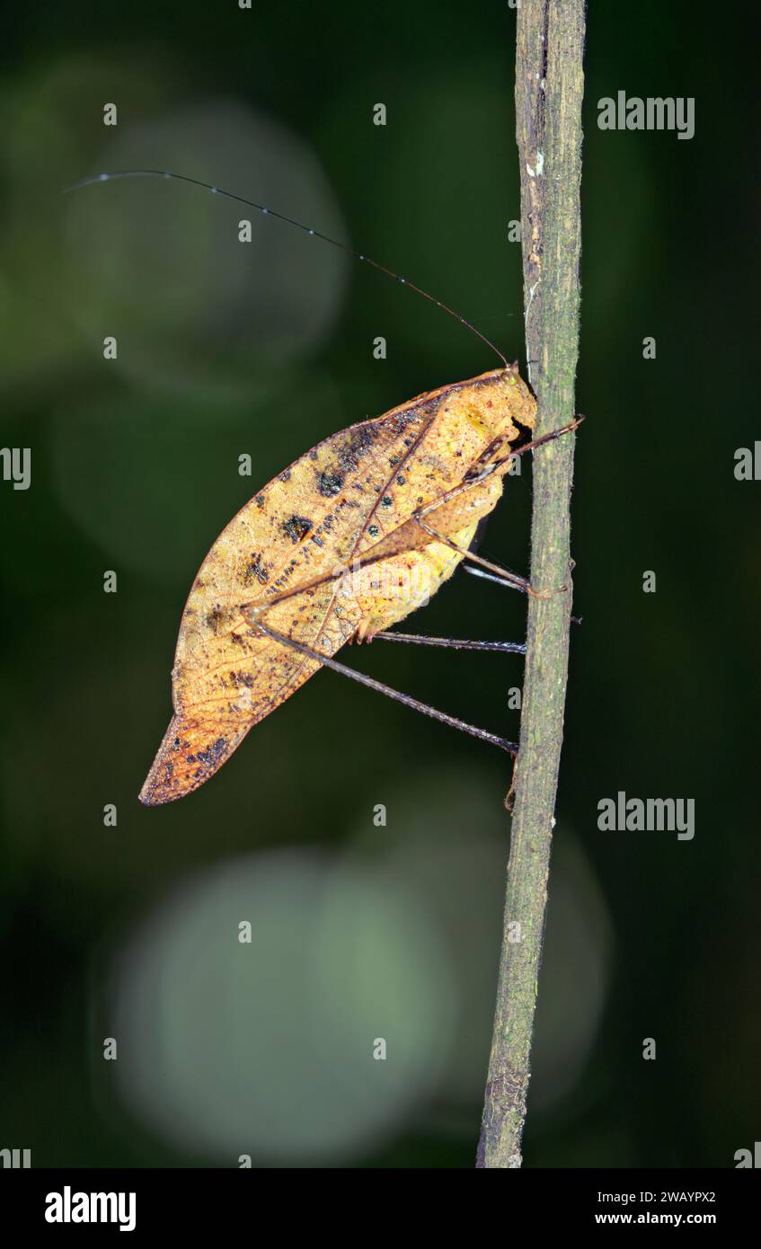 Katydid grasshopper hi-res stock photography and images - Alamy