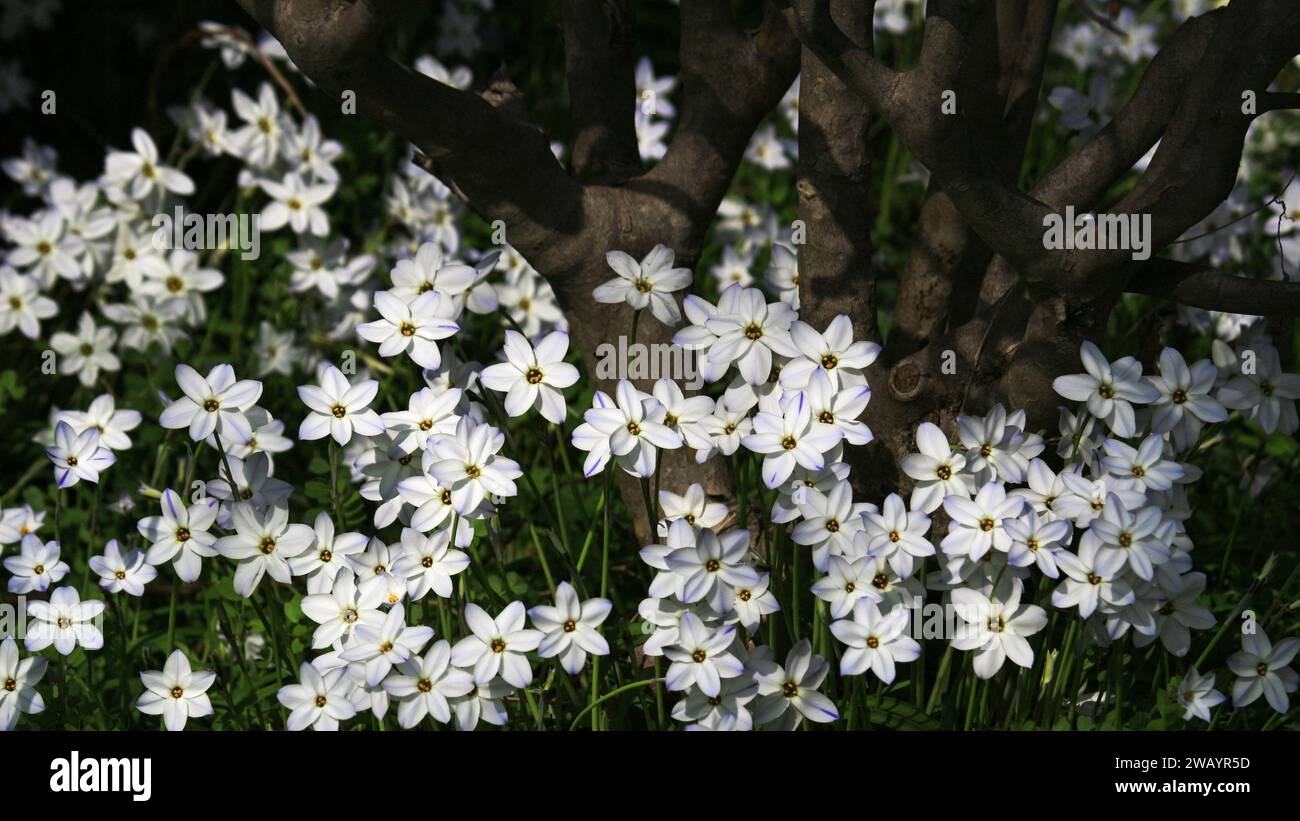 A close-up background photo of a spring star flower bed Stock Photo - Alamy