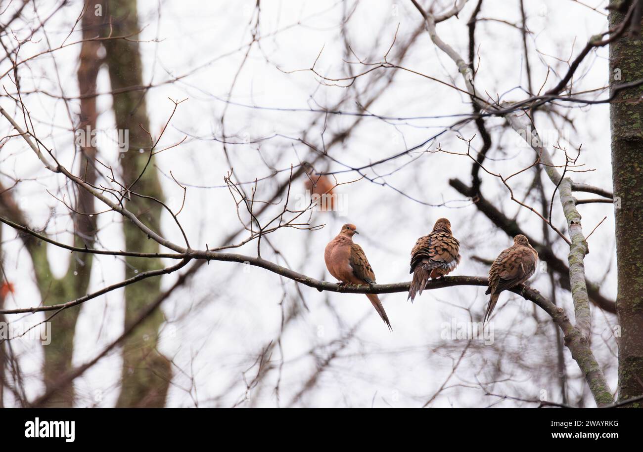 Three birds on a feeder hi-res stock photography and images - Alamy