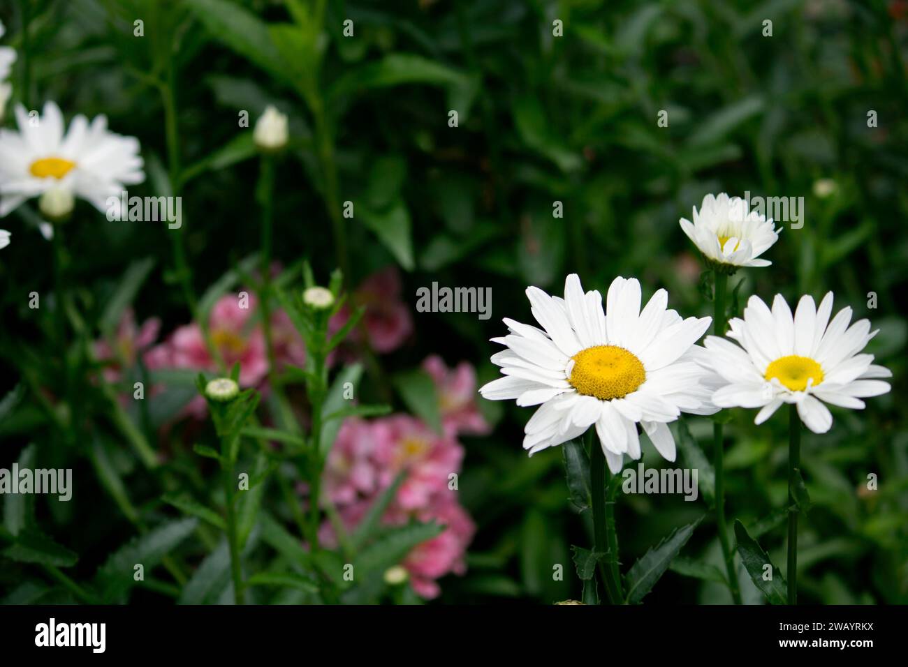 Cute flower design hi-res stock photography and images - Alamy