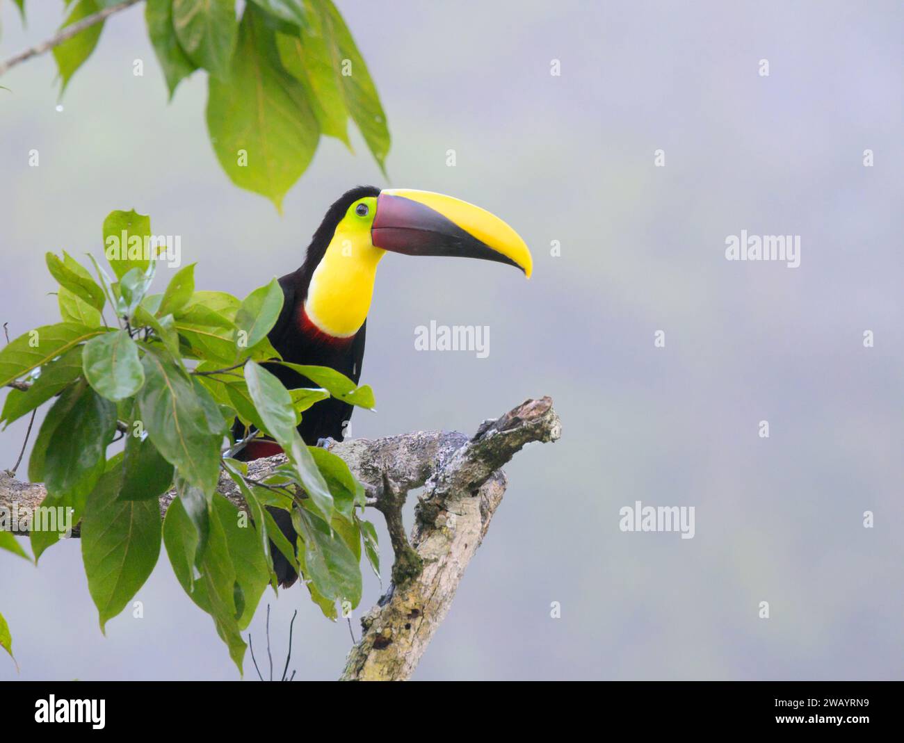 Yellow-throated toucan (Ramphastos ambiguus) in rainforest canopy, on ...