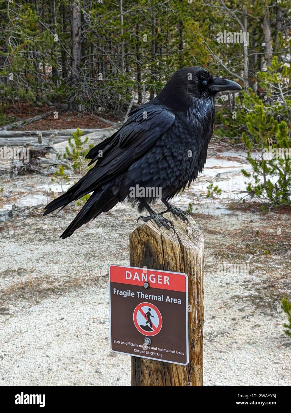 Yellowstone volcano vintage hi-res stock photography and images - Alamy